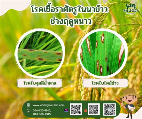 โรคใบจุดสีน้ำตาล เกิดจากเชื้อรา Bipolaris Oryzae Helminthosporium