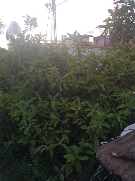 Sambong Leaves Furniture And Home Living Gardening Plants And Seeds On Carousell