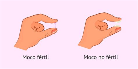 Significado Y Uso Correcto De Fértil Watqvt