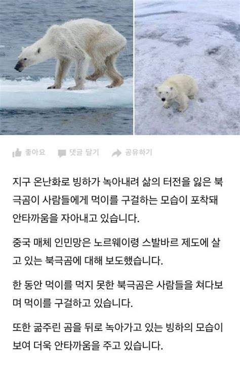 북극곰 근황 인스티즈 Instiz 이슈 카테고리