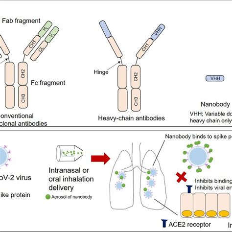 A Schematic Diagram Of Conventional Immunoglobulin Igg Antibody