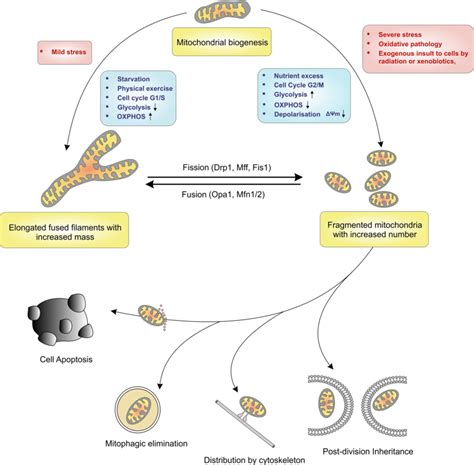 Mitochondrial Life Cycle From Biosynthesis To Degradation