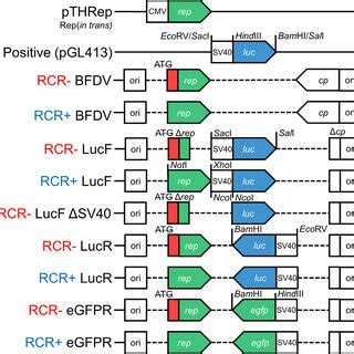 Layout Of Each Vector Used In The Study Not Drawn To Scale A
