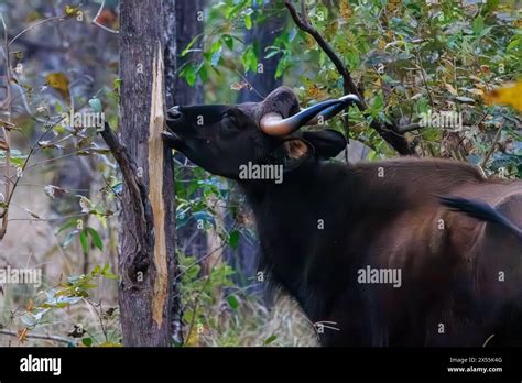 Side View Of Head And Shoulders Of Large Indian Gaur Grazing By