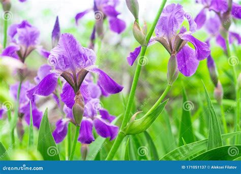 Iris Flower Iris Flowers Grow In The Garden In Summer Beautiful