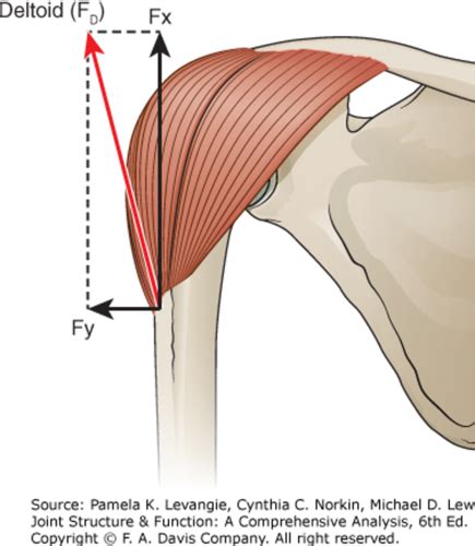 Scapulothoracic Rhythmstability Flashcards Quizlet
