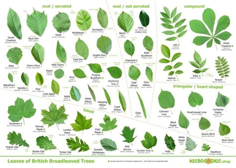 Oak Tree Leaf Identification Chart With Locations 13 Oak Species Artofit