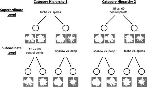 Categorization Rules For Superordinate And Subordinate Levels Of The Download Scientific