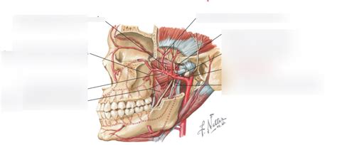 Phy 595 Vessels Of The Infratemporal Fossa Diagram Quizlet