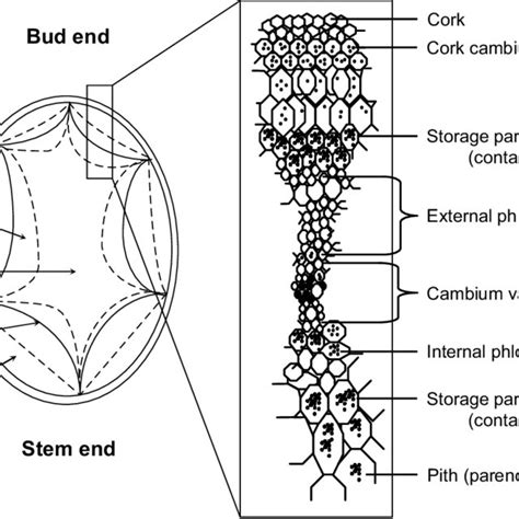 Potato Cell Labeled