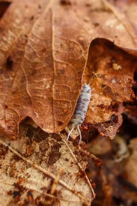 11 Cool Types Of Isopods To Collect Species Color Morphs