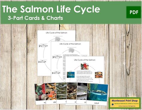 Salmon Life Cycle Map