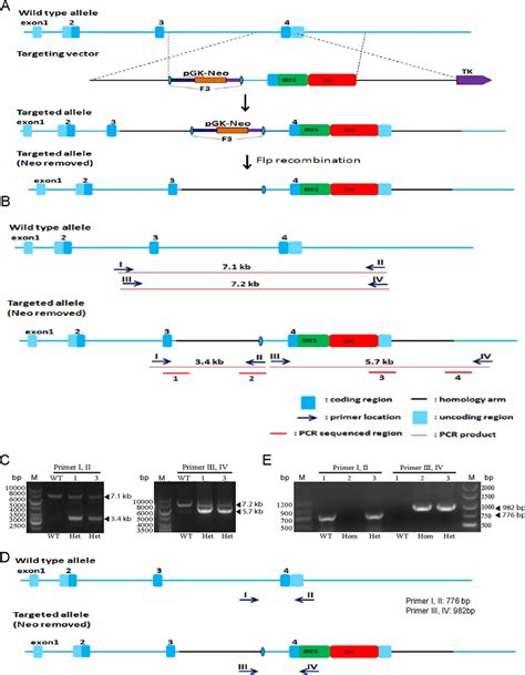 Generation And Genotyping Of Agouticre Knockin Mice A Schematic