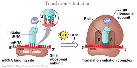 Translation Initiation