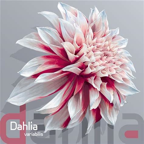 گل کوکب باغچه قرمز و سفید مجلل Dahlia Variabilis طراحی وکتور عکس واقعی در پس زمینه خاکستری