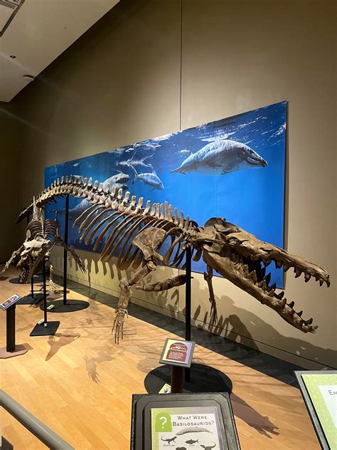 Basilosaurus Evolution