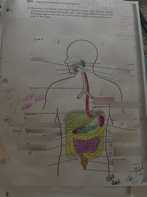 Digestive System Labeling Diagram Quizlet