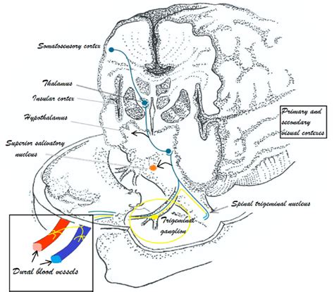 Trigeminovascular System In Migraine Brainstem And Cortical Networks Download Scientific