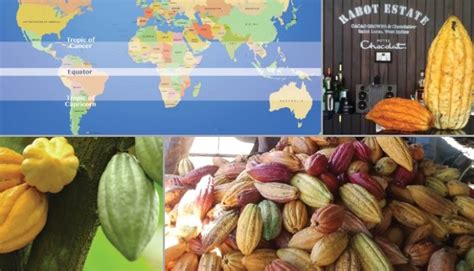 40 Degrees Of Chocolate Separation