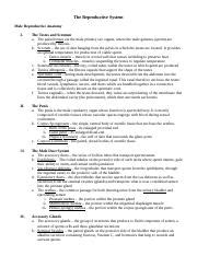 The Reproductive System Lab Handout The Reproductive System Male Reproductive Anatomy I The