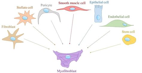 Myofibroblasts