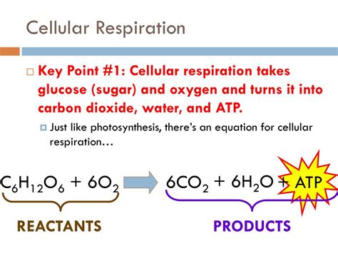 Cellular Respiration Equation