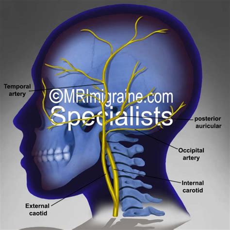 Temporal Artery