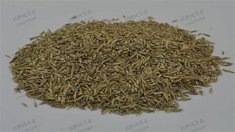 高羊茅草坪草种种植方法及养护管理技巧