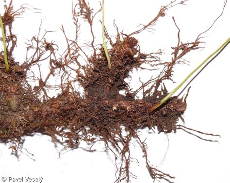 Polypodium Vulgare Root