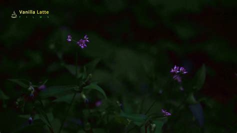 귀뚜라미 소리 풀벌레 소리 바람 소리 밤 자연의 소리 편안한 소리 Asmr Video Youtube