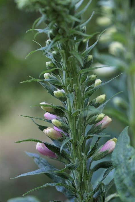 Det viskas. – Gylleboannika