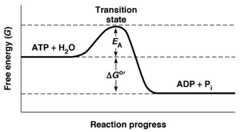 Cell Structure And Function Lesson 3 Macromolecules Iii Flashcards Quizlet