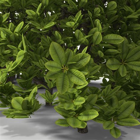 3d Rectangular Box Hedge Model