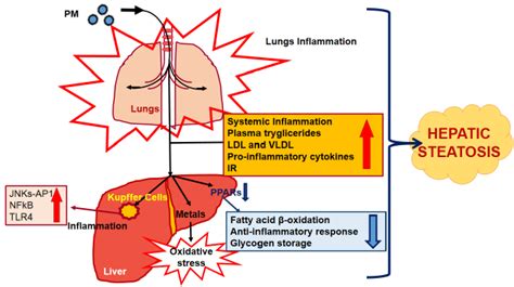 Inhaled Particulate Matter Promotes Hepatic Steatosis Through Download Scientific Diagram