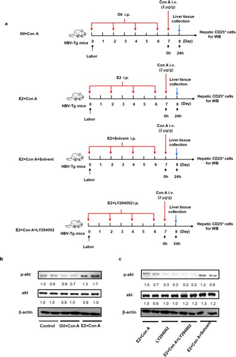 Estrogen Protects Against Postpartum Concanavalin A Induced Hepatitis By Promoting Intrahepatic