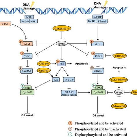 The Regulation Of Cell Cycle Checkpoints In Response To The Download Scientific Diagram