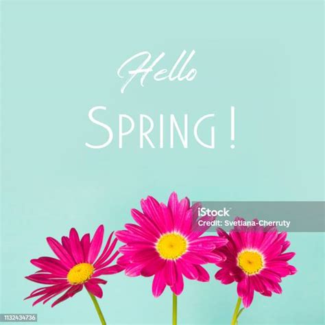 블루에 3 개의 분홍색 Pyrethrum 또는 데이지 꽃 최소 스프링 개념 안녕하세요 봄 0명에 대한 스톡 사진 및 기타 이미지