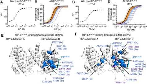 Structural And Functional Analysis Of Cancer Associated Missense Variants In The Retinoblastoma