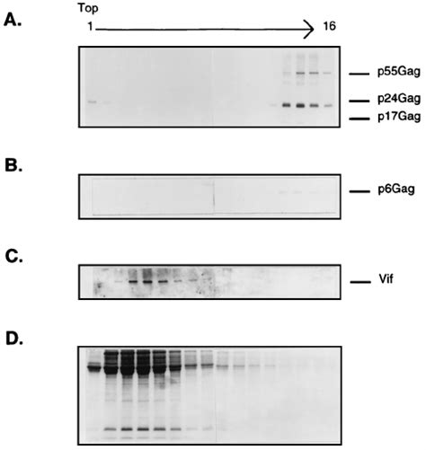 Optiprep Gradient Analysis Of Extracellular Vif From Hxb2neo H9 Cells Download Scientific