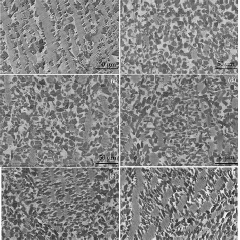 Microstructure Of The As Cast And Microstructure Of Forged Ingot At Download Scientific Diagram