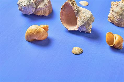 파란색 긁힌 콘크리트에 다른 아름다운 빈 조개가 흩어져 있습니다 텍스트를 위한 공간 개체 그룹에 대한 스톡 사진 및 기타 이미지 개체 그룹 관광 관광 리조트 Istock