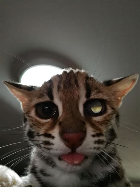 Terminator Kitty Raww