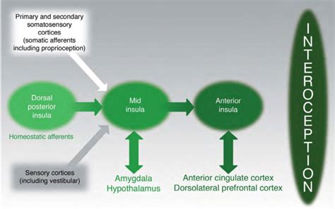 Path Of Interoceptive Processing Adapted From A D Craig S Work Download Scientific