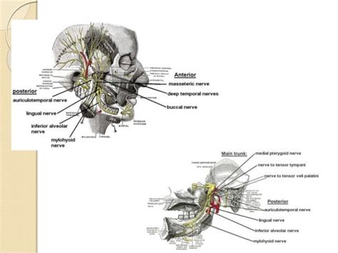 Mandibular Nerve