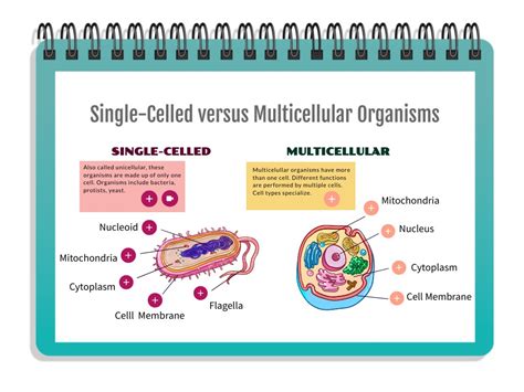 Single Celled Vs Multicellular Genially