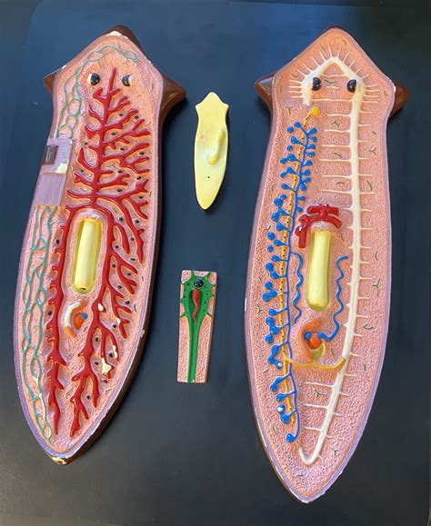 Bio 007 Phylum Platyhelminthes Flatworm Planaria Model Diagram Quizlet