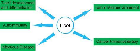 Frontiers Single Cell TCR And Transcriptome Analysis An