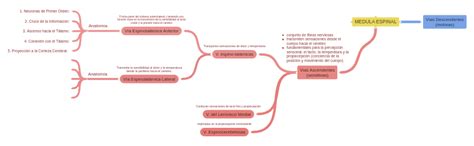 Medula Espinal Coggle Diagram