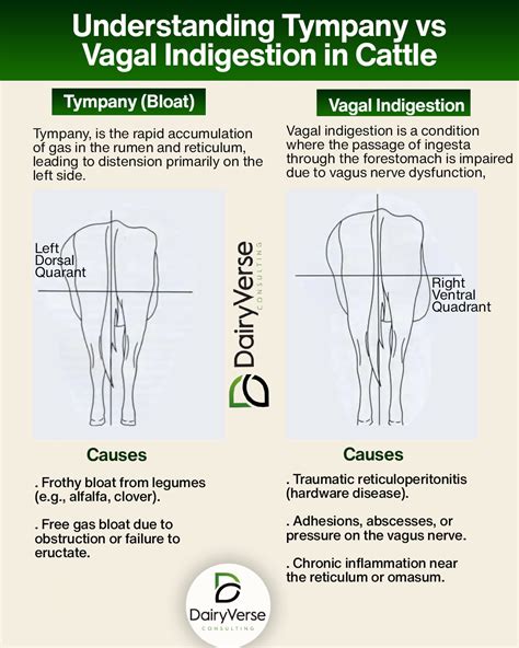 Understanding Tympany Vs Vagal Indigestion In Cattle Dairyverse