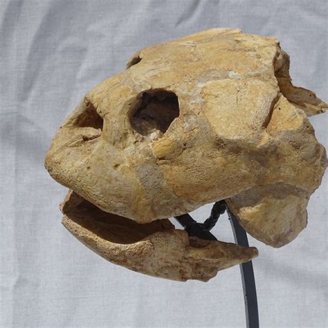 Skull Fossil Etsy Skull Fossil Etsy